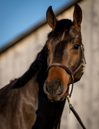 BRAECREST BRAVEHEART - Braecrest Farm